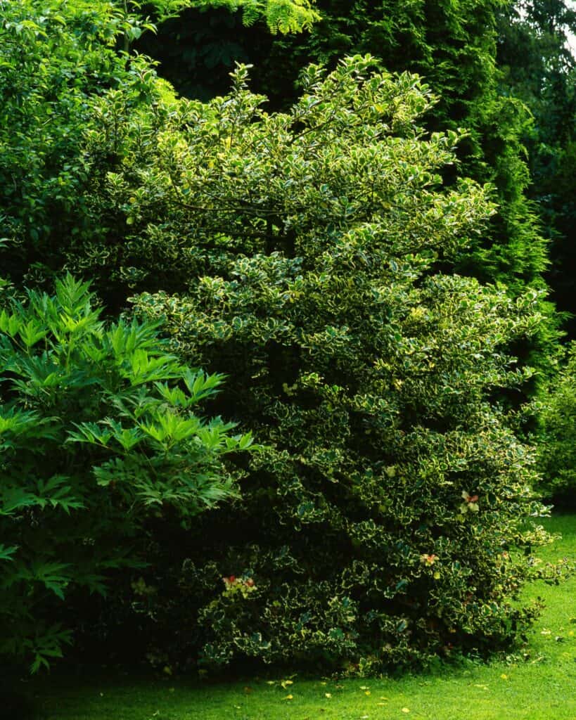 14 Gorgeous Shrubs That Thrive Under Trees