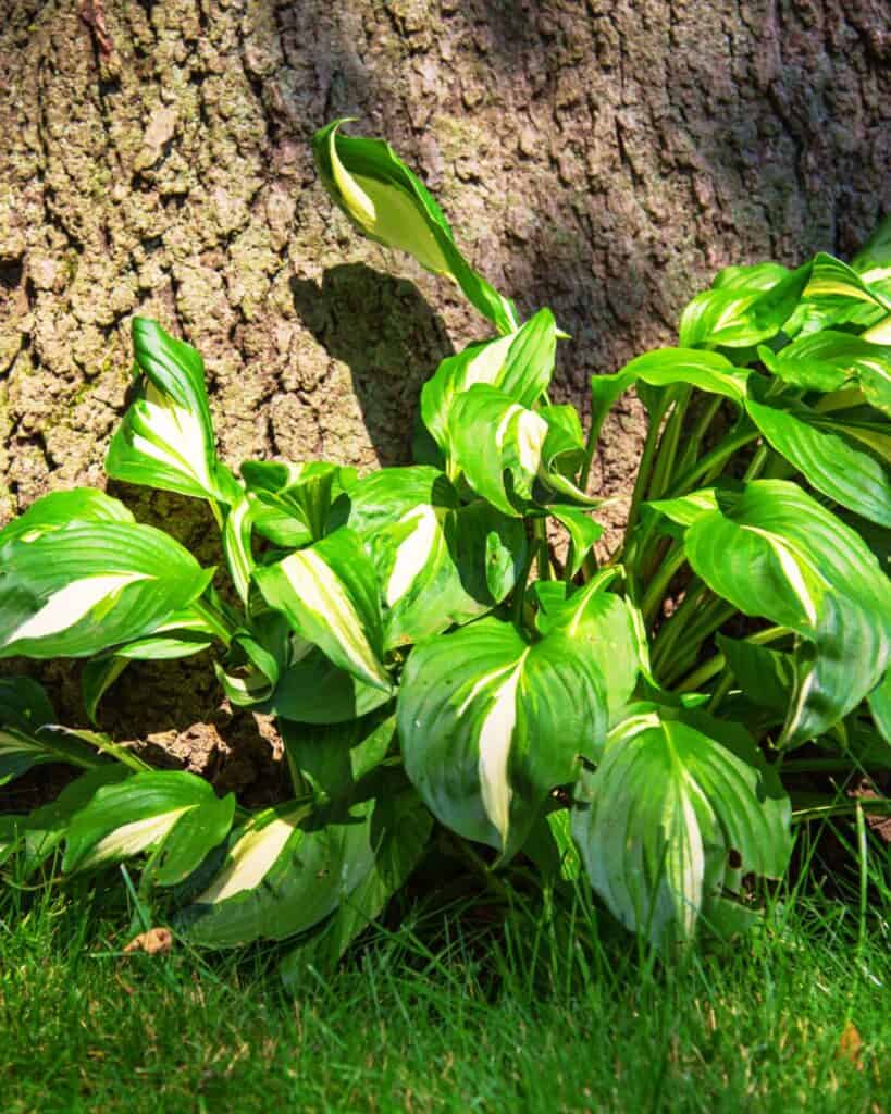 25 Companion Plants For Under Pine Trees (Backyard Landscaping Ideas)