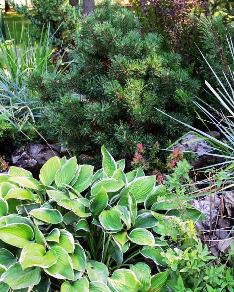 25 Companion Plants For Under Pine Trees (Backyard Landscaping Ideas)