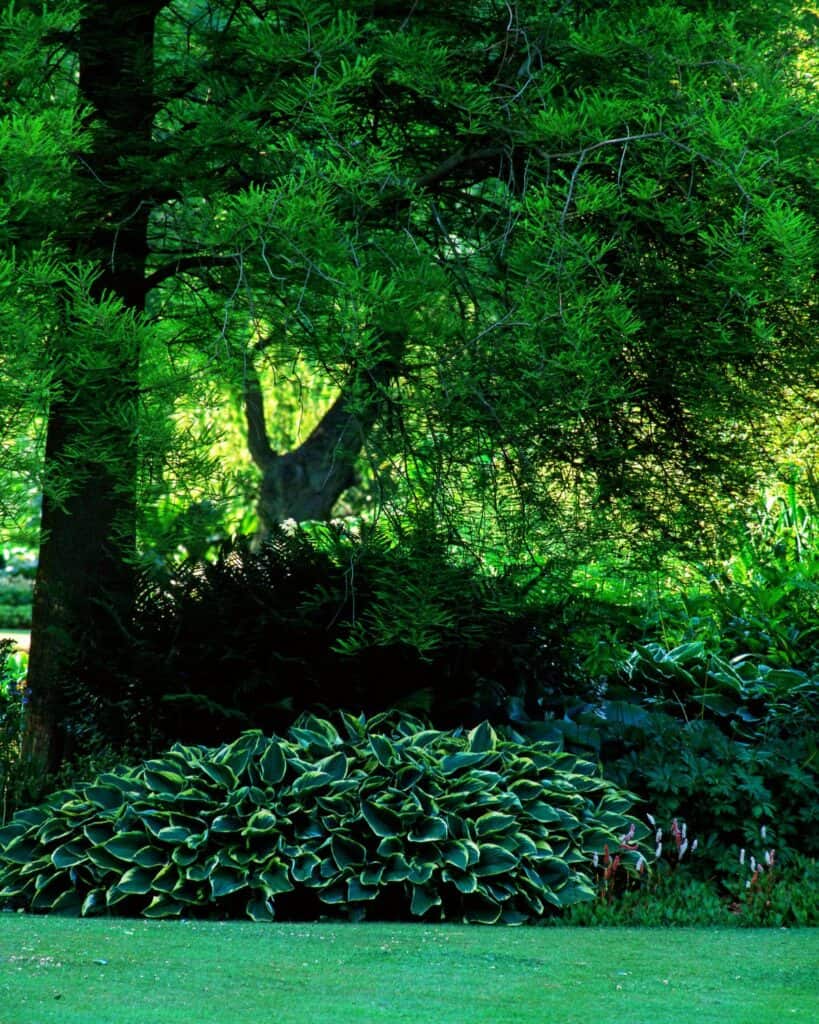 25 Companion Plants For Under Pine Trees (Backyard Landscaping Ideas)