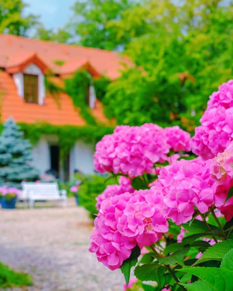 11 Best Eye-Catching Shrubs, Bushes & Small Trees for the Front of Your ...