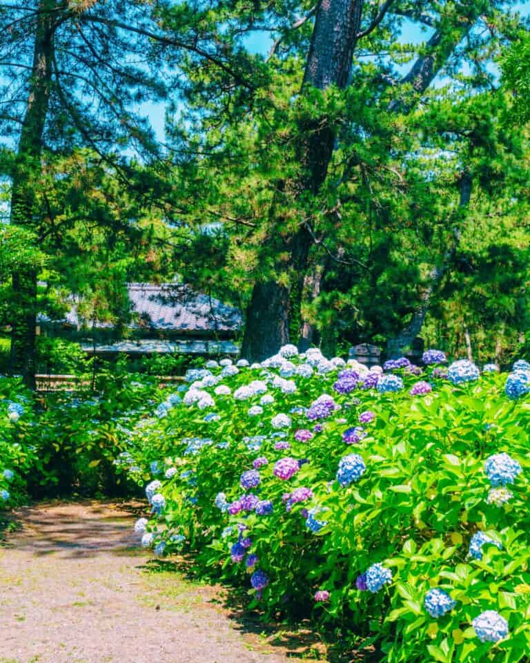 27 Gorgeous Flowers to Beautify the Area Under Pine Trees