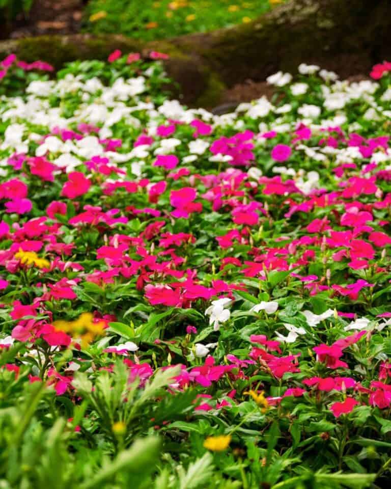 27 Gorgeous Flowers to Beautify the Area Under Pine Trees