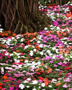What To Plant Under Cedar Trees? - 15 Plants For Cedar Tree Landscaping
