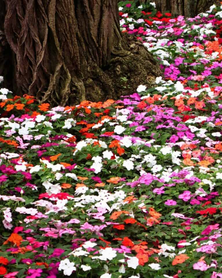 What To Plant Under Cedar Trees? - 15 Plants For Cedar Tree Landscaping