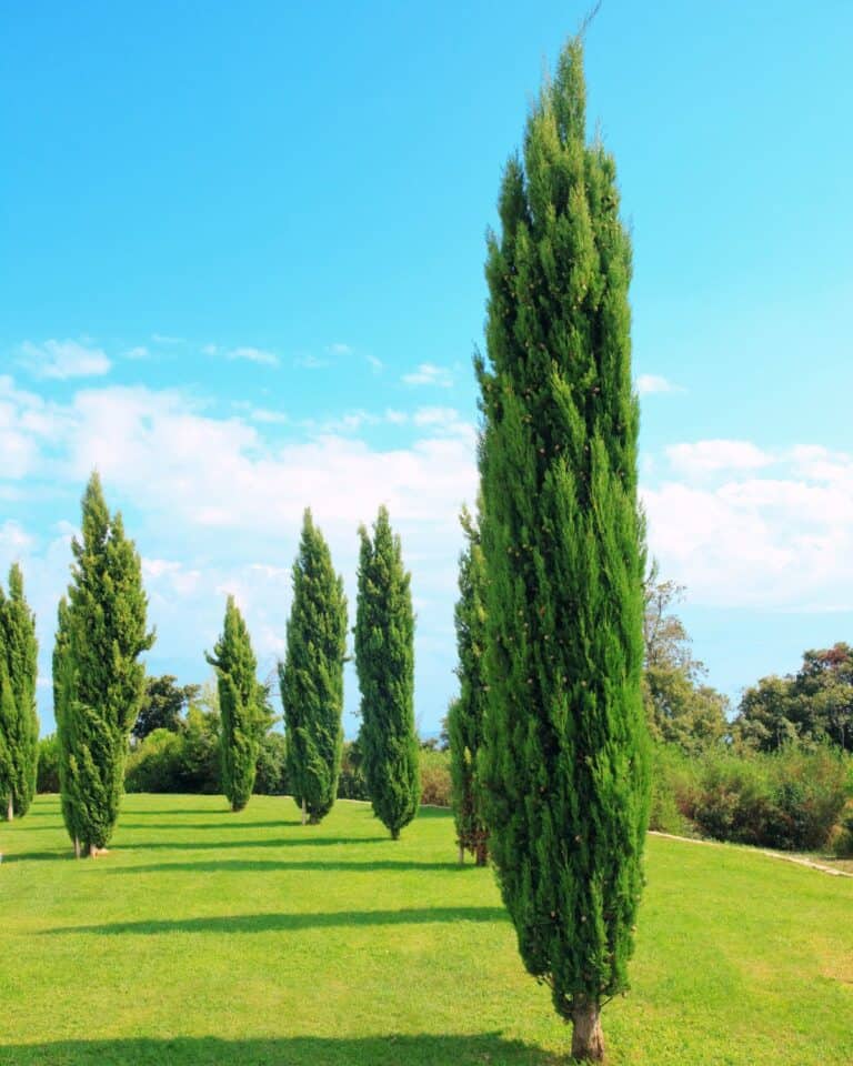 11 Best Eye-Catching Shrubs, Bushes & Small Trees for the Front of Your ...