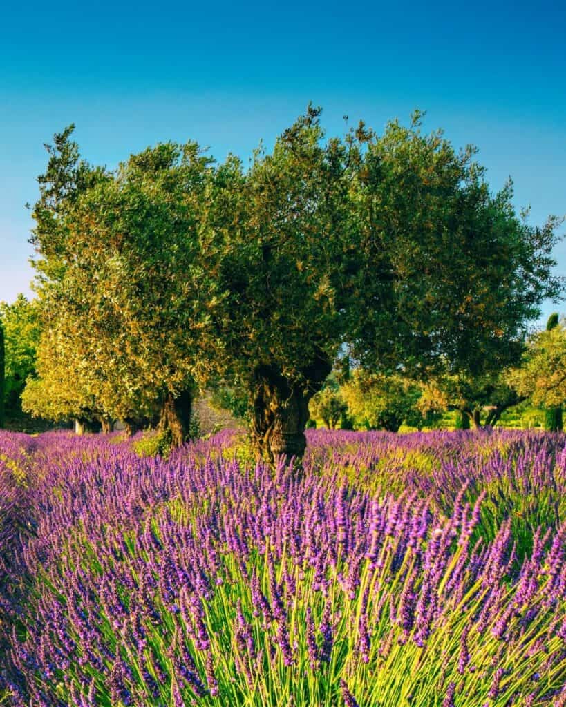 Best Apple Tree Companion Plants for a Thriving Orchard