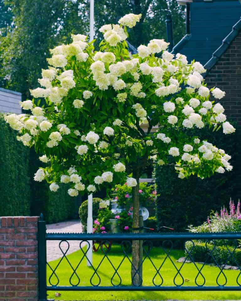 11 Best Standout Bushes, Shrubs & Small Trees for the Front of a Modern ...