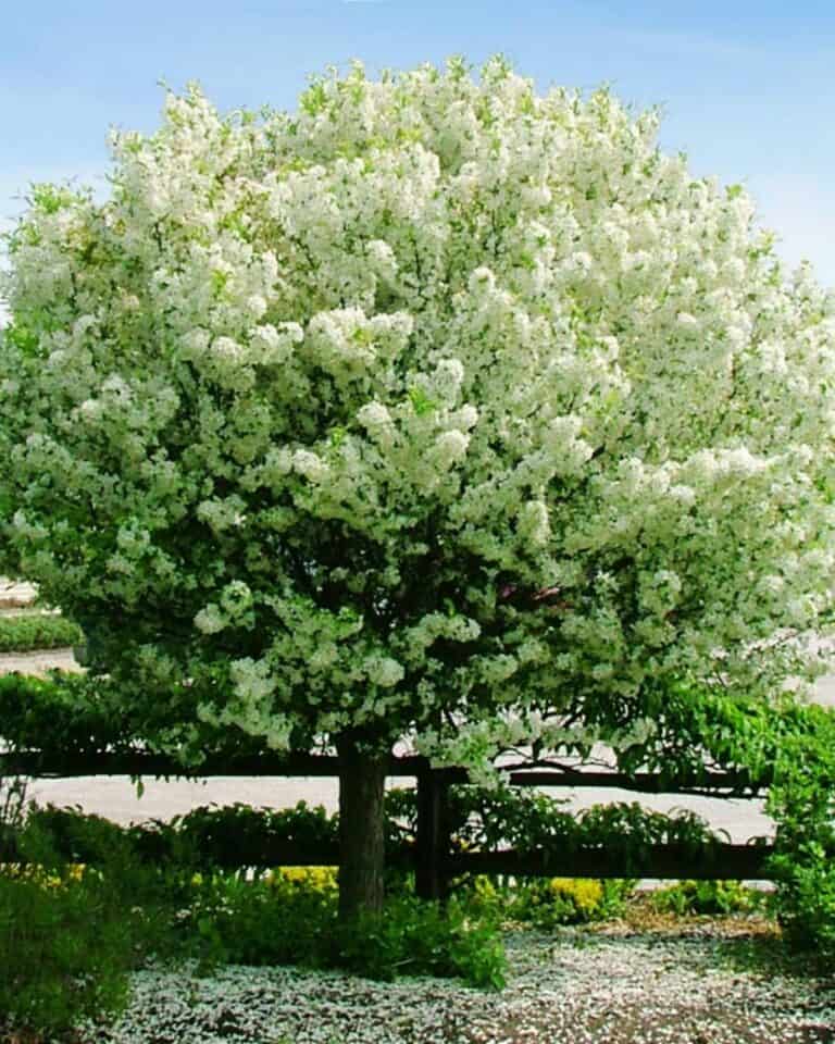 13 Small Trees With Non-Invasive Roots for Courtyards & Backyards