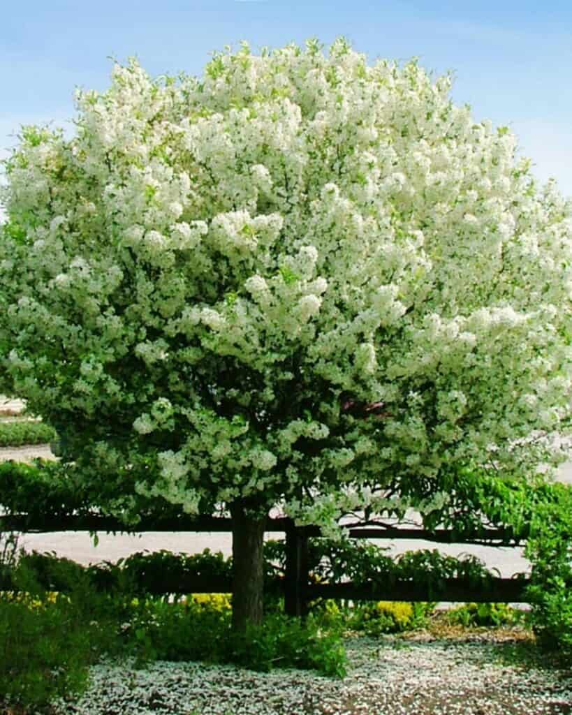 13 Small Trees With Non-Invasive Roots for Courtyards & Backyards