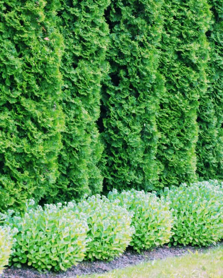 11 Best Standout Bushes, Shrubs & Small Trees for the Front of a Modern ...