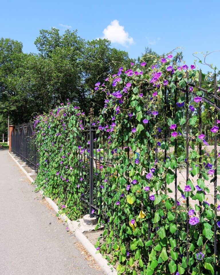 9 Beautiful Tree Climbing Plants to Turn Your Trees into Art