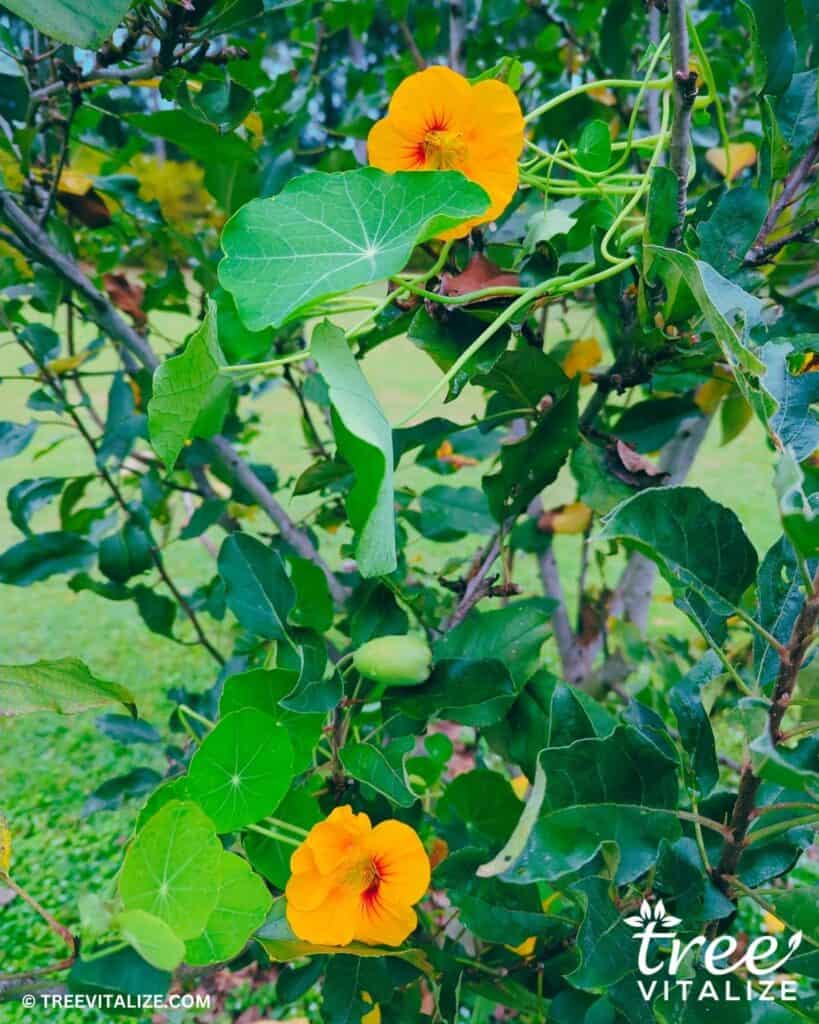 Comprehensive Granny Smith Apple Tree Care Guide & Bonus Tip