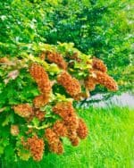 14 Gorgeous Shrubs That Thrive Under Trees