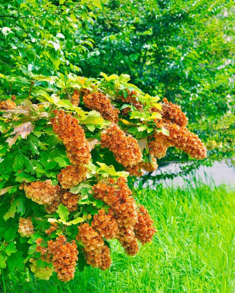 14 Gorgeous Shrubs That Thrive Under Trees