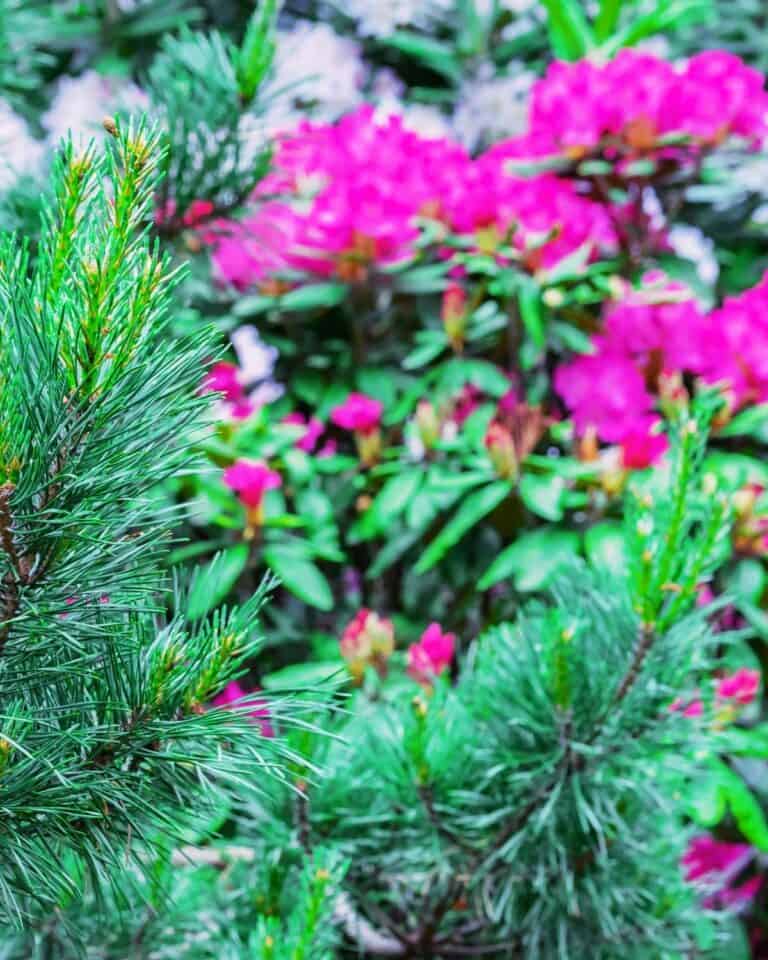 27 Gorgeous Flowers to Beautify the Area Under Pine Trees