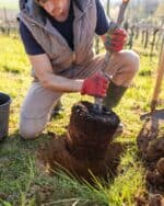 Comprehensive Granny Smith Apple Tree Care Guide & Bonus Tip