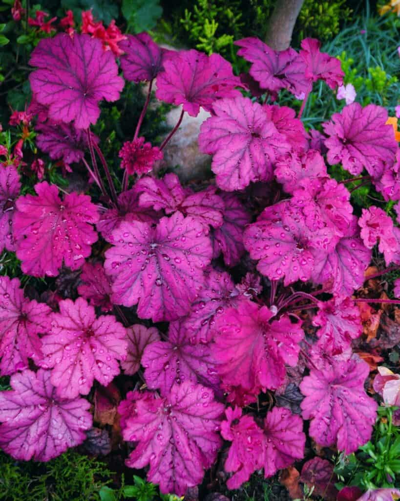 What To Plant Under Cedar Trees? - 15 Plants For Cedar Tree Landscaping