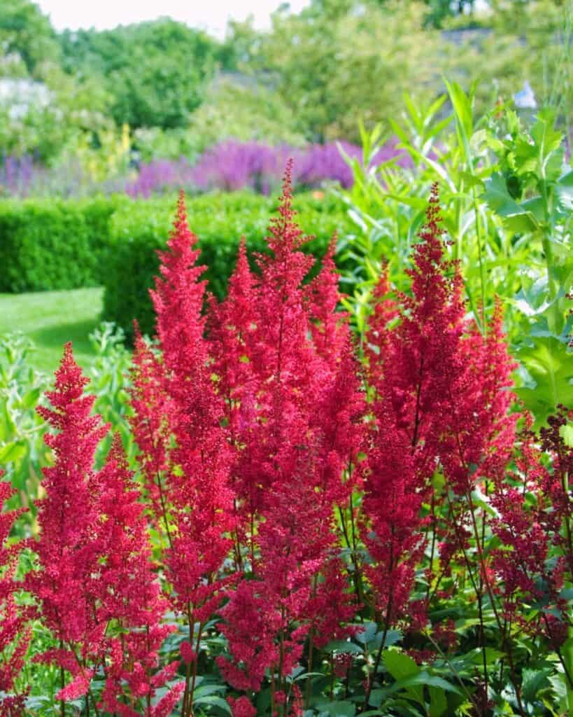 16 Under Spruce Tree Landscaping Ideas (Ground Cover & Plants)