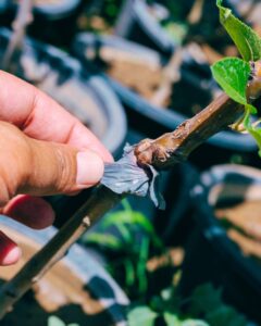 Comprehensive Granny Smith Apple Tree Care Guide & Bonus Tip