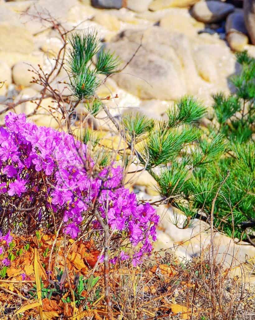 27 Gorgeous Flowers to Beautify the Area Under Pine Trees
