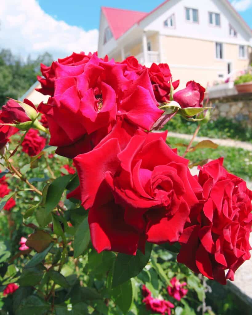 11 Best Eye-Catching Shrubs, Bushes & Small Trees for the Front of Your ...