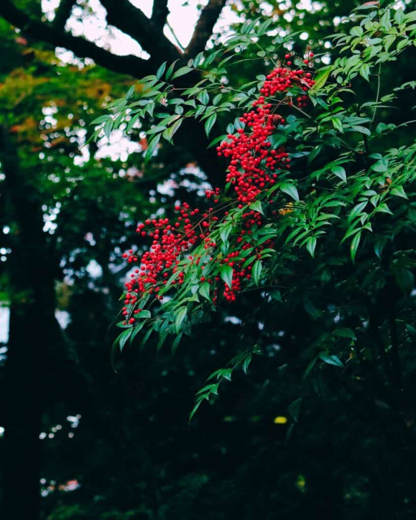 14 Gorgeous Shrubs That Thrive Under Trees