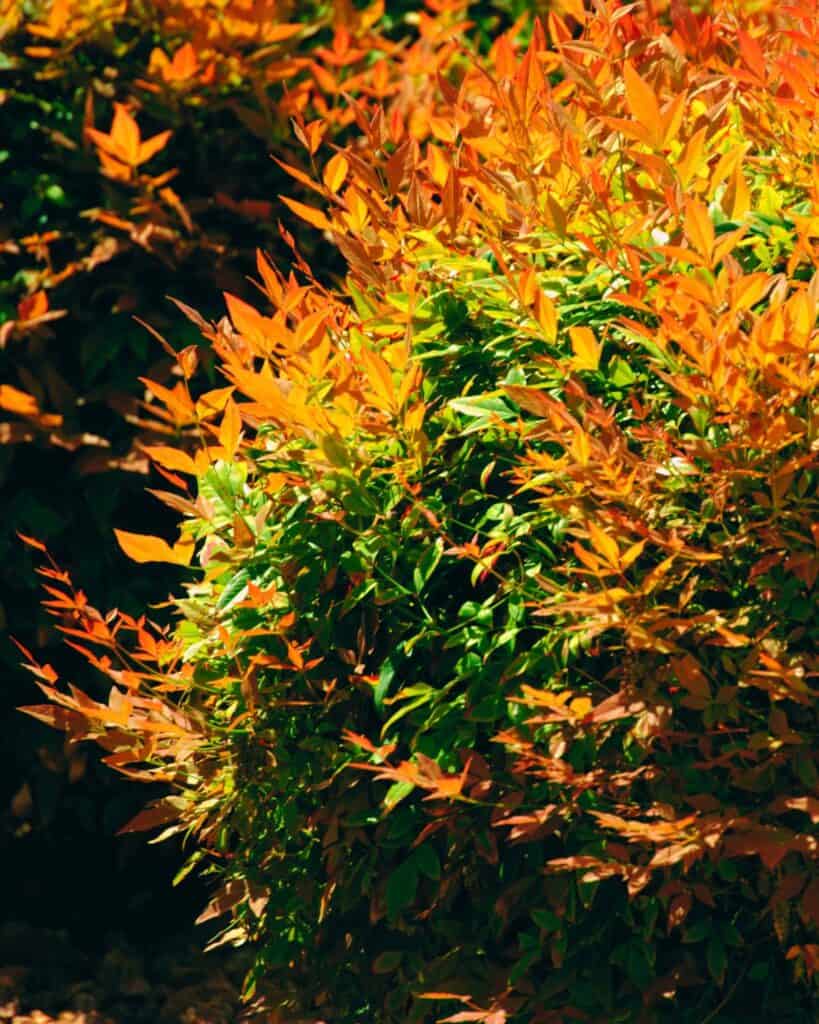 14 Gorgeous Shrubs That Thrive Under Trees