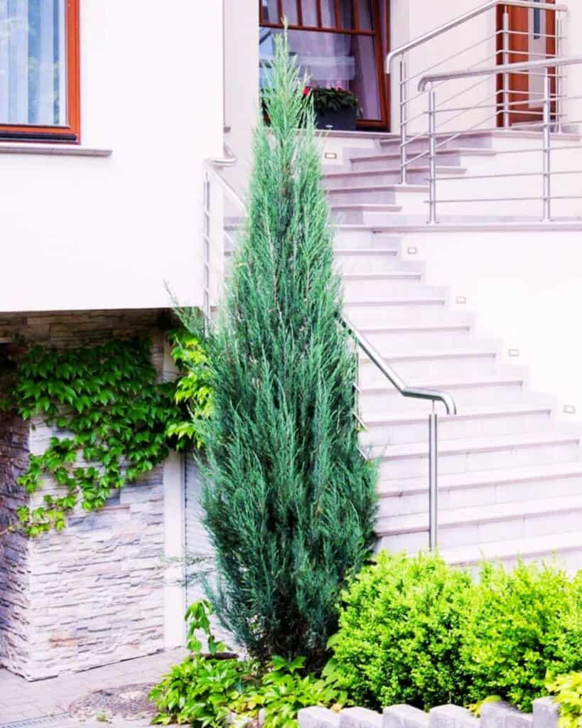 11 Best Standout Bushes, Shrubs & Small Trees for the Front of a Modern ...