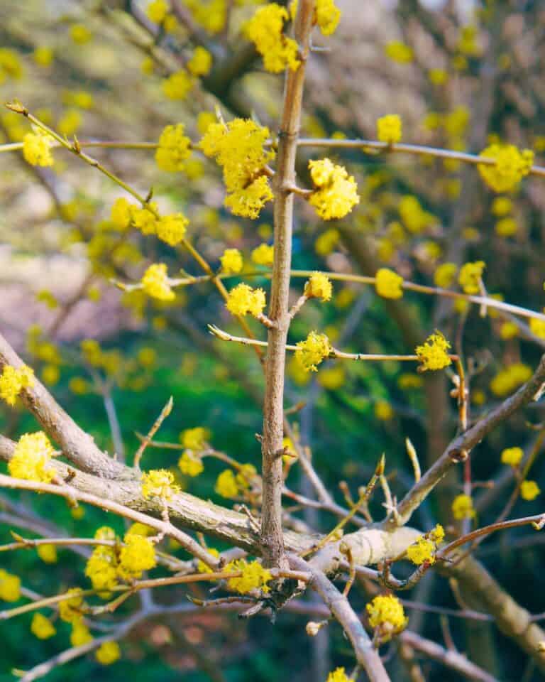 14 Gorgeous Shrubs That Thrive Under Trees