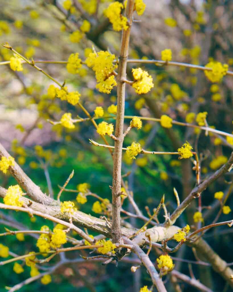 14 Gorgeous Shrubs That Thrive Under Trees