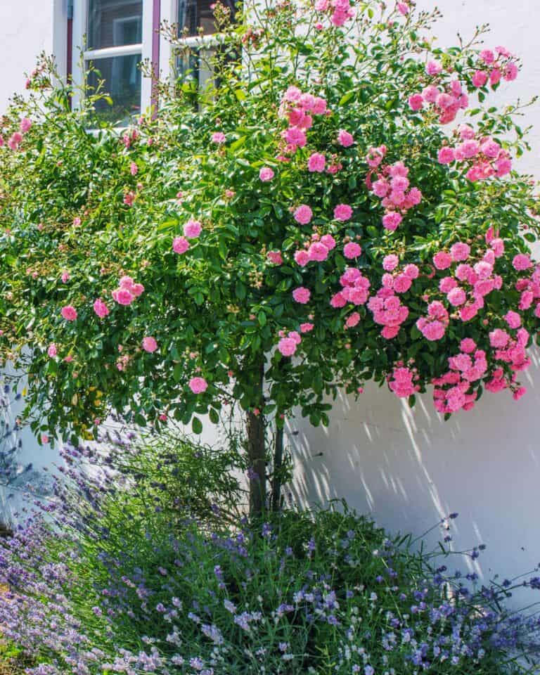 11 Best Eye-Catching Shrubs, Bushes & Small Trees for the Front of Your ...