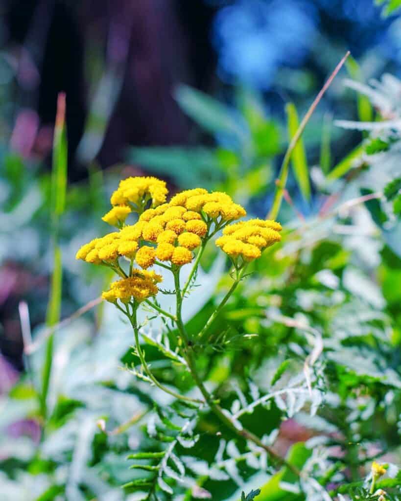 Best Apple Tree Companion Plants for a Thriving Orchard