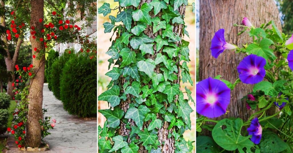 9 Beautiful Tree Climbing Plants to Turn Your Trees into Art