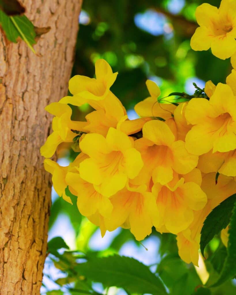9 Beautiful Tree Climbing Plants to Turn Your Trees into Art