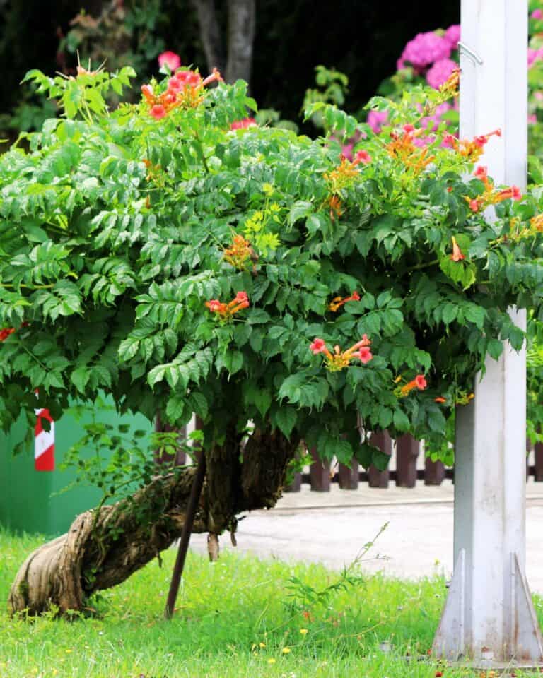 9 Beautiful Tree Climbing Plants to Turn Your Trees into Art