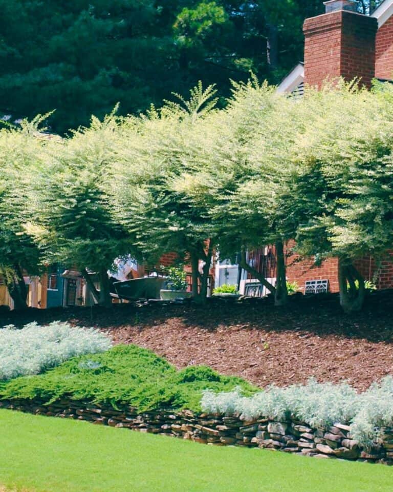 14 Best Zone 7 Privacy Hedge Ideas (Mixed & Formal)