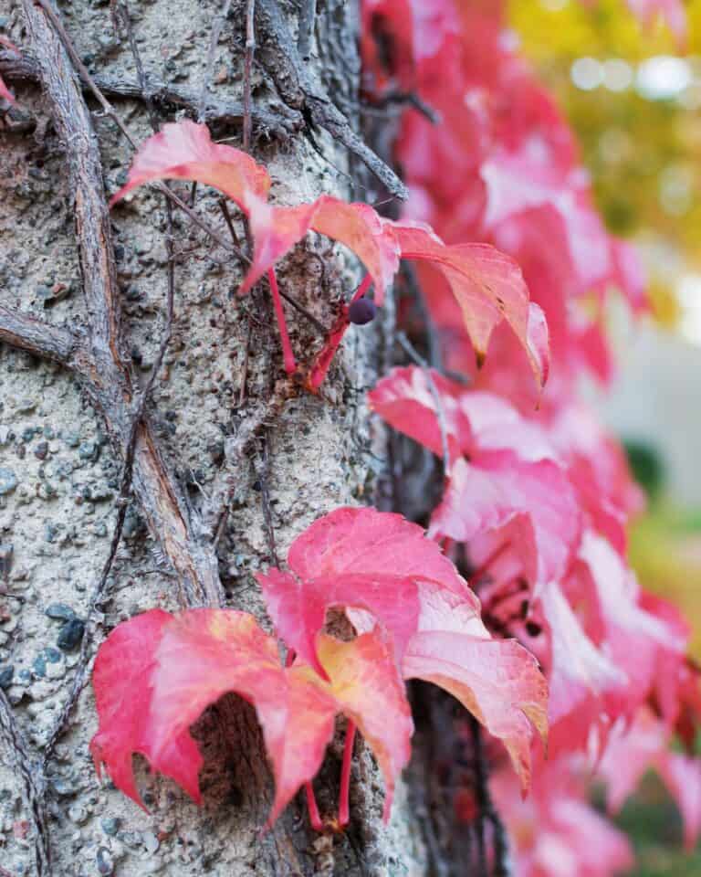 9 Beautiful Tree Climbing Plants to Turn Your Trees into Art