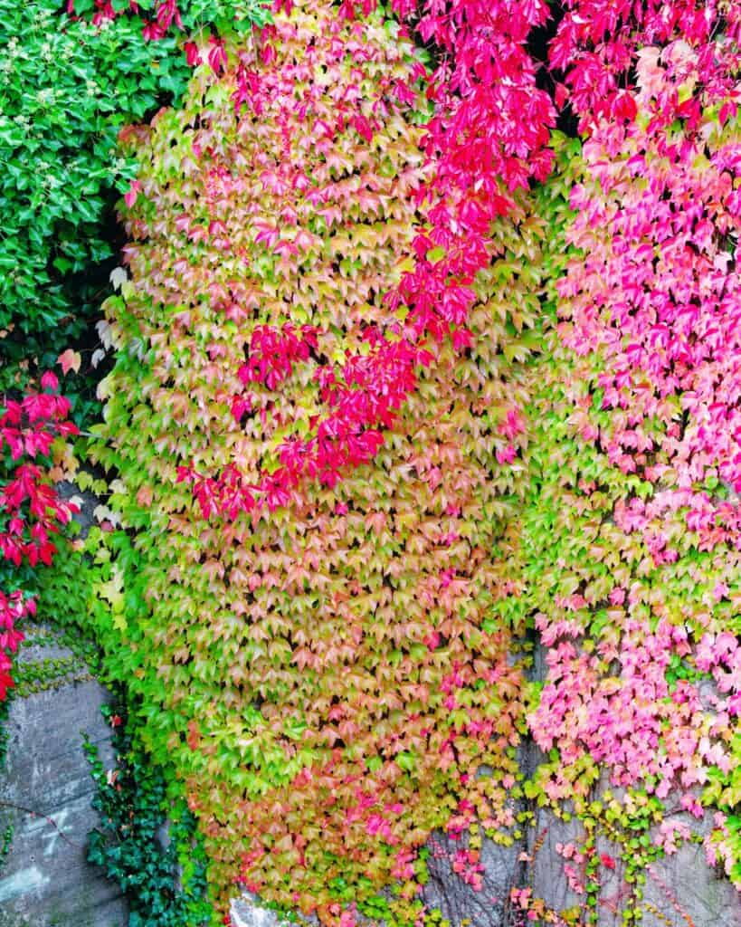 9 Beautiful Tree Climbing Plants to Turn Your Trees into Art