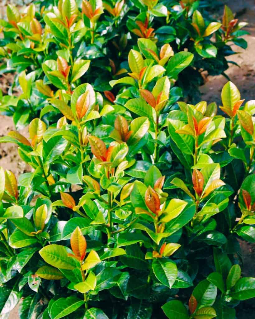 14 Best Zone 7 Privacy Hedge Ideas (Mixed & Formal)