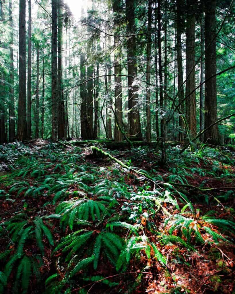 25 Companion Plants For Under Pine Trees (Backyard Landscaping Ideas)