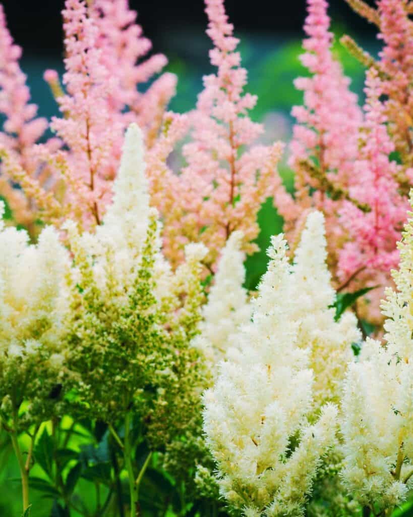 16 Under Spruce Tree Landscaping Ideas (Ground Cover & Plants)