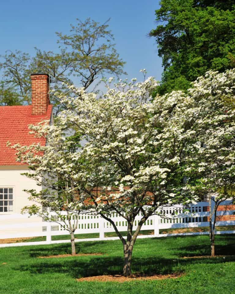 11 Best Eye-Catching Shrubs, Bushes & Small Trees for the Front of Your ...