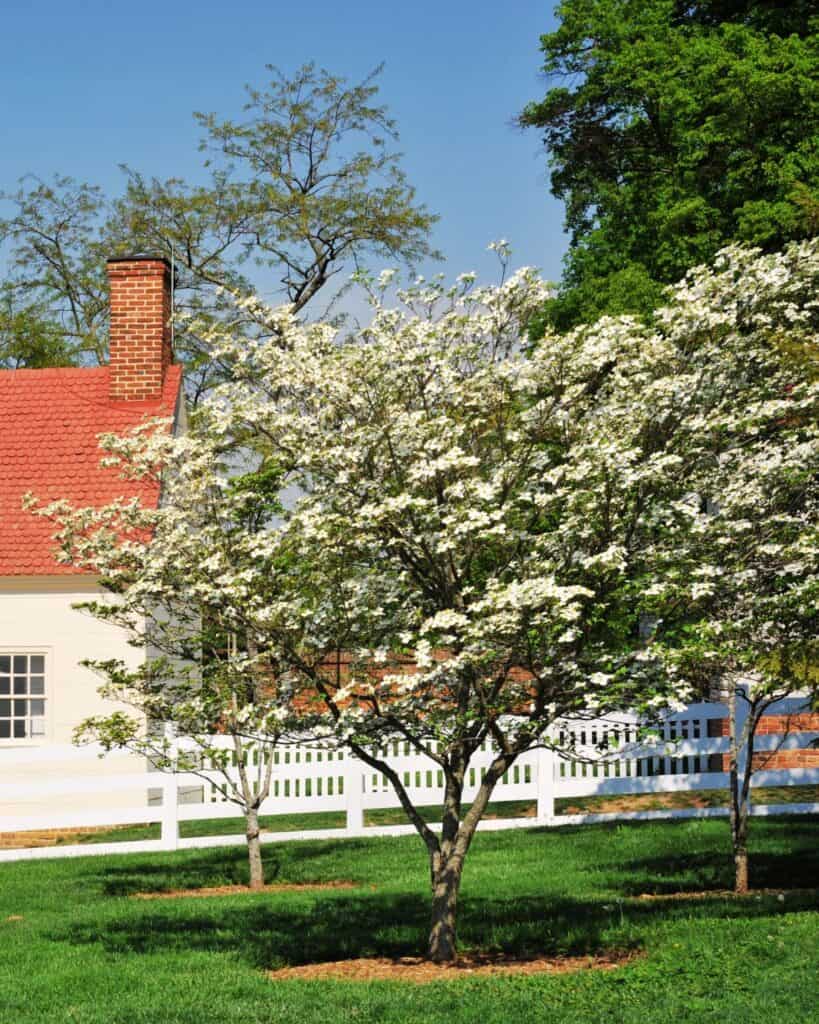 11 Best Eye-Catching Shrubs, Bushes & Small Trees for the Front of Your ...