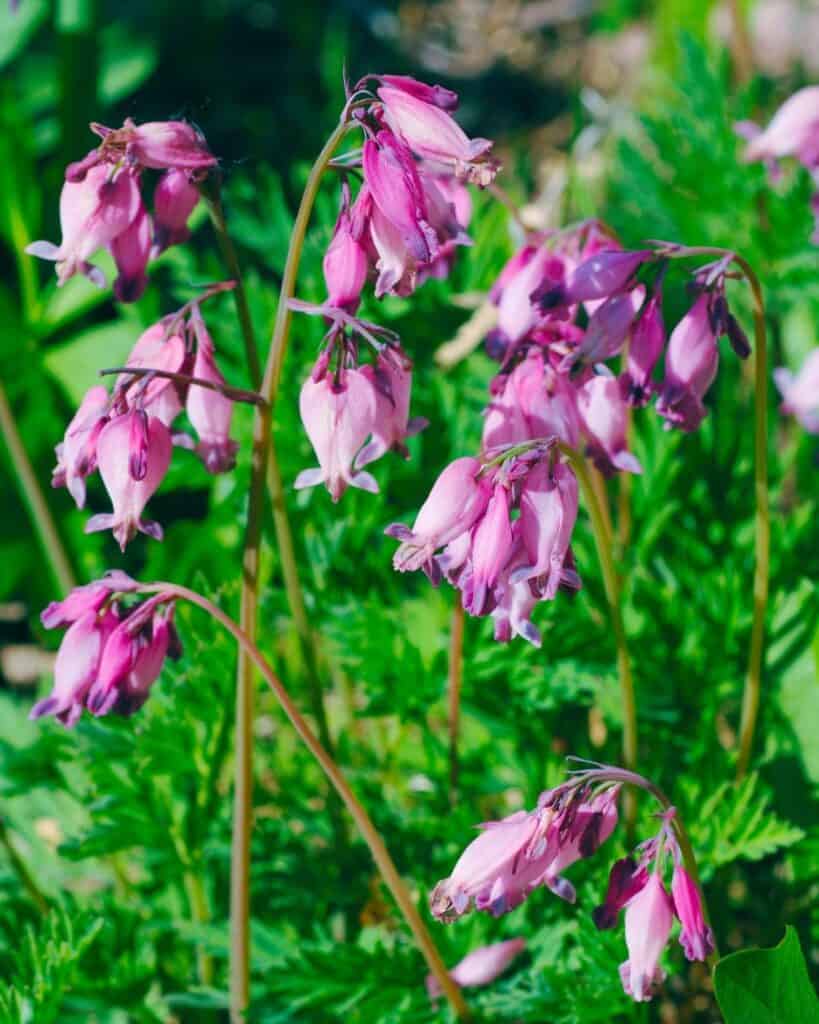 27 Gorgeous Flowers to Beautify the Area Under Pine Trees