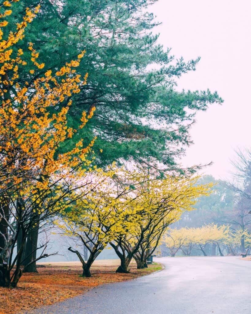 25 Companion Plants For Under Pine Trees (Backyard Landscaping Ideas)