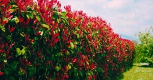 20 Full-Sized & Small Ornamental Flowering Trees for Zone 7