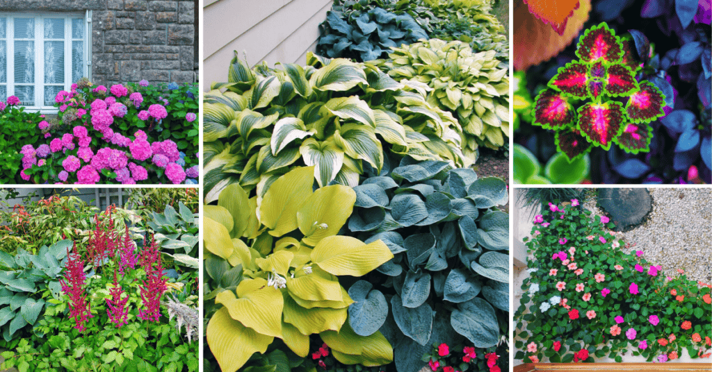 13 Popular Shade Plants For The Side Of Your House